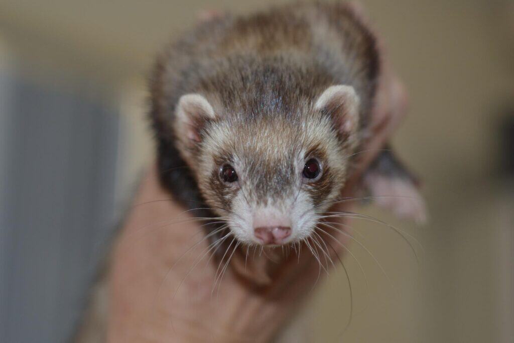 What Is The Rarest Ferret Color? - My Happy Ferret