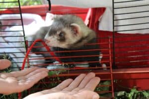 The Largest Type Of Ferret: What To Know Before You Get One - My Happy ...