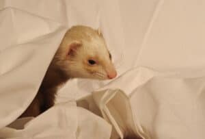 How To Care For A Sick Ferret? - My Happy Ferret