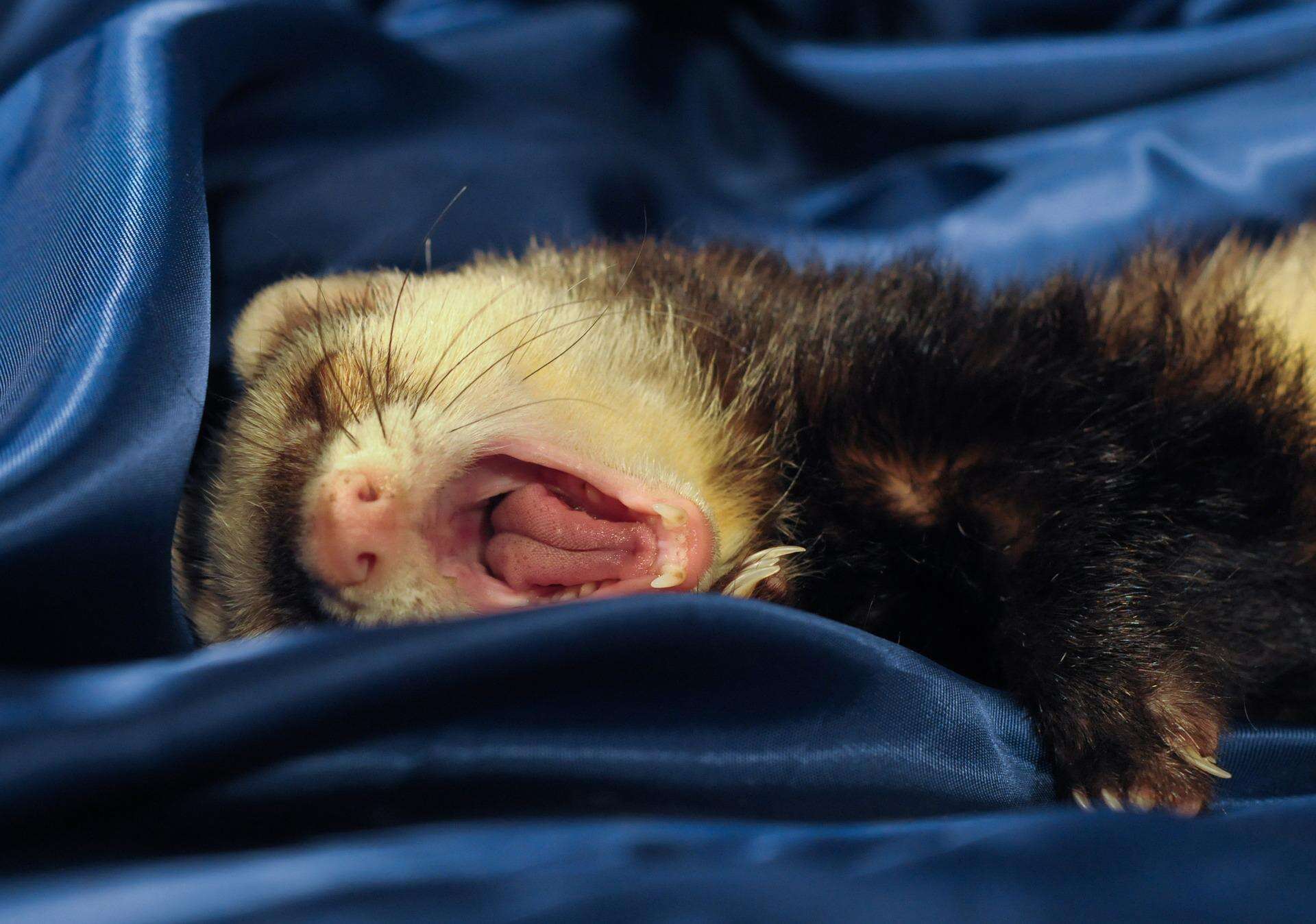 Do Ferrets Cry? - My Happy Ferret