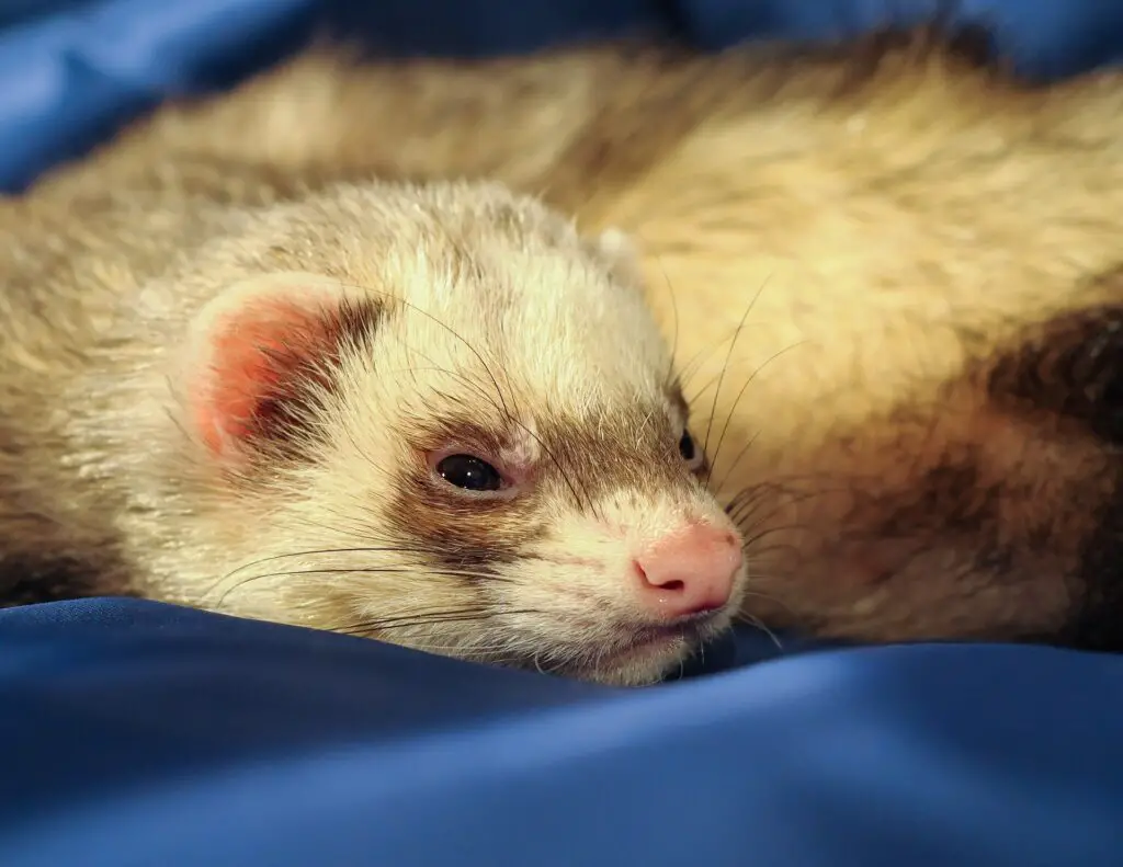 What Temperatures Can Ferrets Tolerate? - My Happy Ferret
