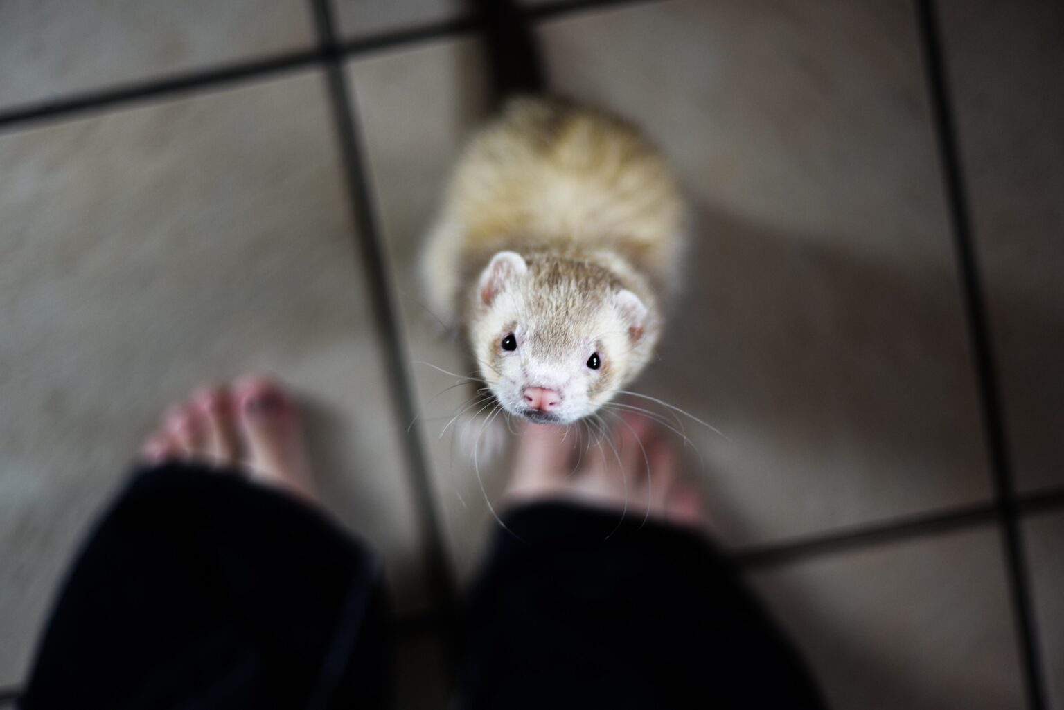 The Largest Type Of Ferret: What To Know Before You Get One - My Happy ...