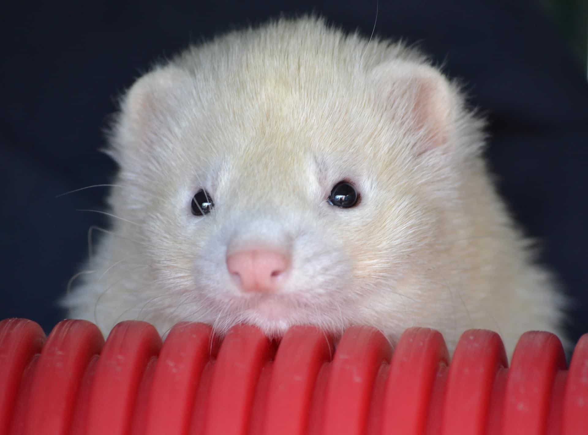 What Type Of Ferret Should I Get? - My Happy Ferret