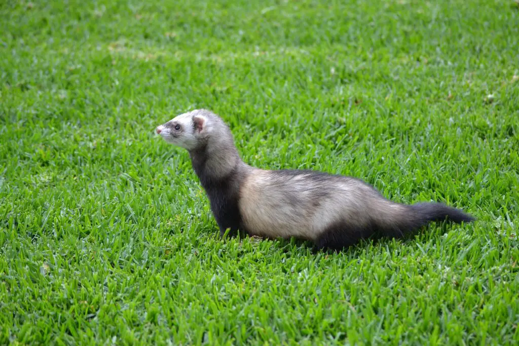 How Fast Do Ferrets Run? - My Happy Ferret