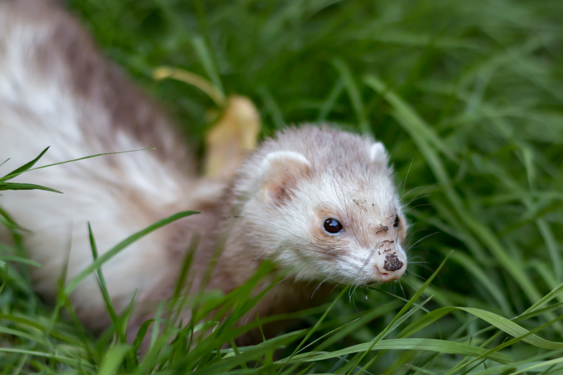 Which Ferret Gender Is Better? - My Happy Ferret